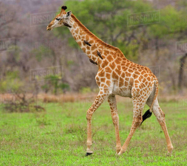 Giraffe walking, Greater Kruger National Park, South Africa - Royalty-free Stock Photo | Dissolve