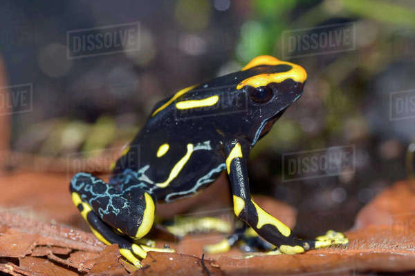 Close-up of a black and yellow Poison dart frog sitting a leaf, Indonesia - Stock Photo - Dissolve