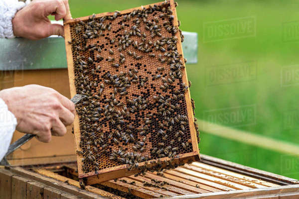 Beekeepers inspect bees on a wax frame in a beekeeping. - Royalty-free Stock Photo | Dissolve