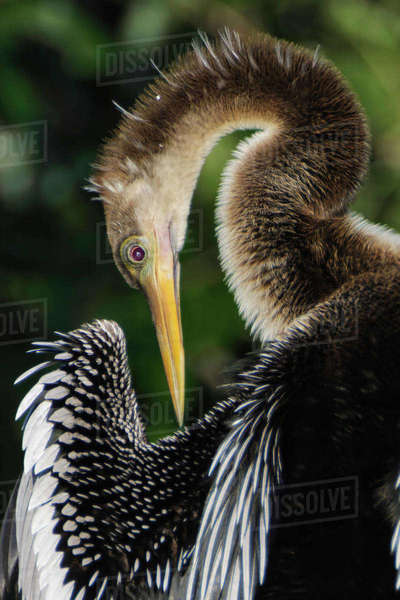 Anhinga preening. Florida - Stock Photo - Dissolve