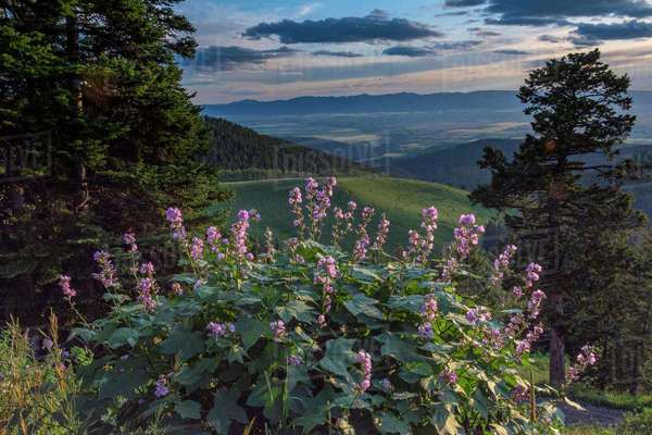 USA, Idaho. Mountain Globemallow and view of Teton Valley - Royalty-free Stock Photo | Dissolve