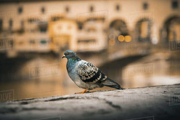 Dove sitting on a wall in front of the Vecchio Bridge in Florence Italy ...