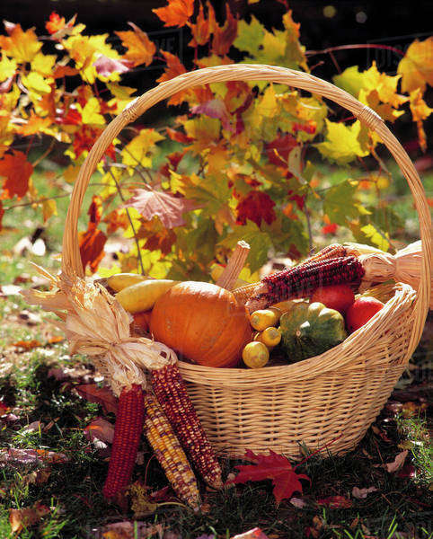 Agriculture - Autumn harvest of Indian corn, pumpkins, squash and ...