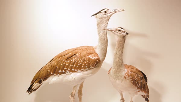 Two Arabian bustards (Ardeotis arabs arabs) at the National Avian Research Center in Abu Dhabi ...