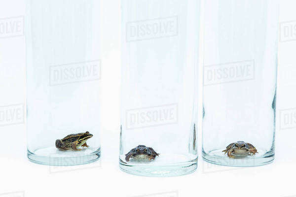 Three frogs sitting in clear glass jars in a row; Fort McMurray ...
