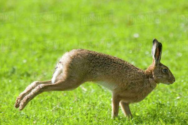 Hare (Lepus); Hare Hopping In The Grass - Royalty-free Stock Photo ...