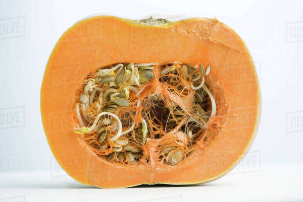 Sprouting Pumpkin Seeds And Fibrous Strands Within Cut Pumpkin Cross sprouting-pumpkin-seeds-and-fibrous-strands-within-cut-pumpkin-cross