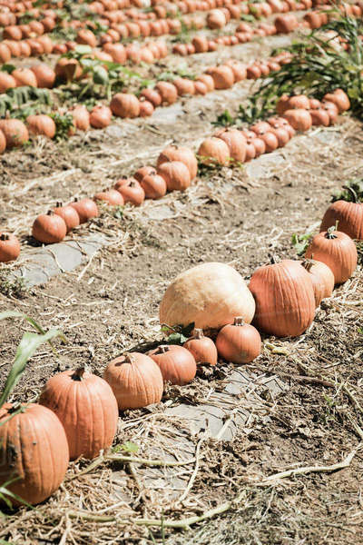Harvested pumpkins in sunny farm field - Royalty-free Stock Photo ...