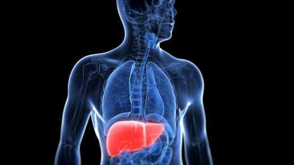 Animation of the location of the liver (red) in normal healthy anatomy ...