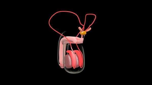 Animation of the organs of the male reproductive system. For the same ...