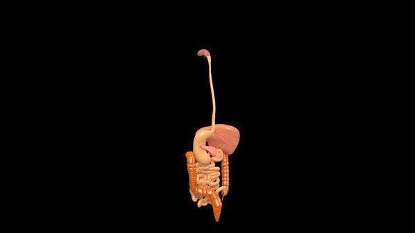 Animation of the organs of the digestive system. For the same clip on a ...