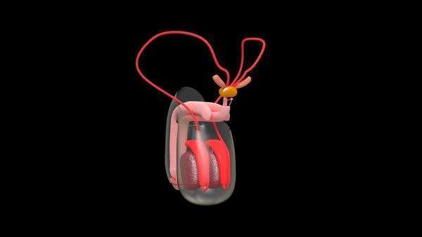 Animation of the organs of the male reproductive system. HD contains a ...