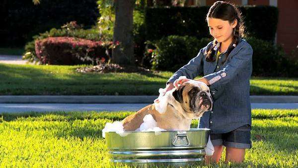 Young Caucasian girl washing the family bulldog outdoors in the garden ...
