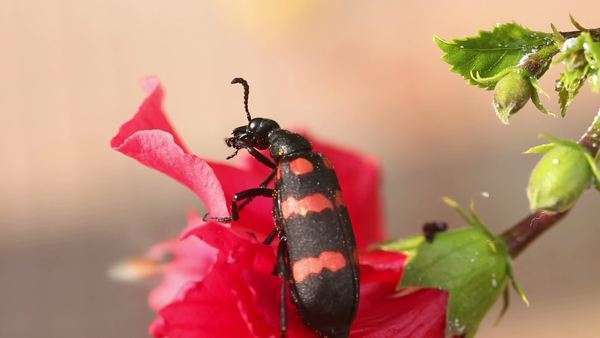 Black and red striped beetle washing itself on a red flower, macro ...