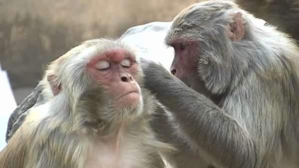 Close up of monkeys grooming each other at the Monkey Temple in ...