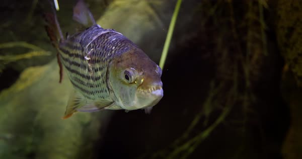 Hydrocynus goliath, also known as the goliath tigerfish, giant ...