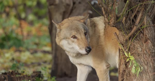 Wolf (Canis lupus), also known as the gray wolf is the largest extant ...