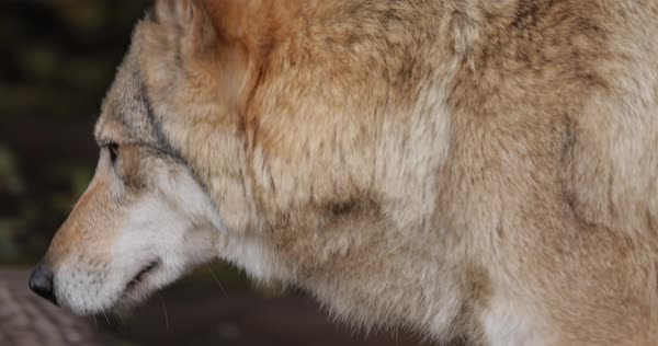 Wolf (Canis lupus), also known as the gray wolf is the largest extant ...