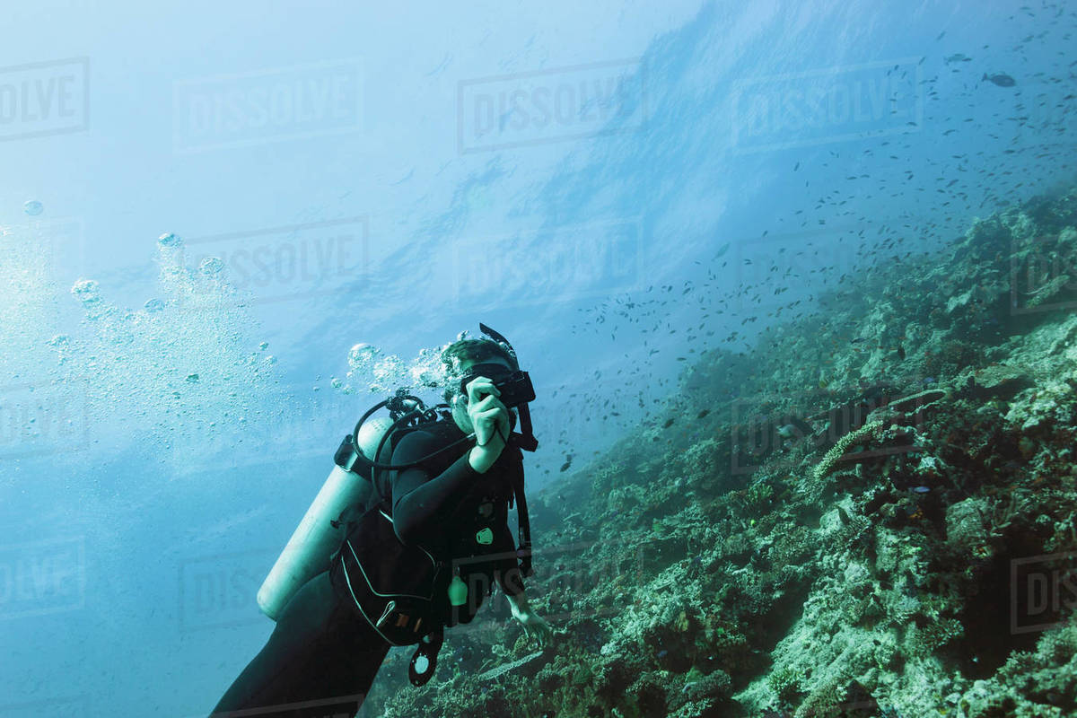 Portrait scuba diver underwater, Vava'u, Tonga, Pacific Ocean - Stock ...