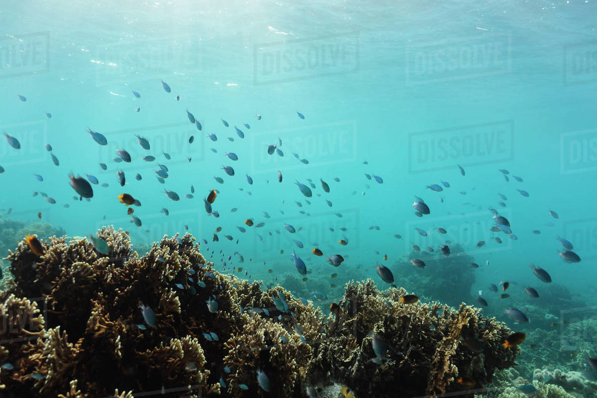 Tropic fish swimming among reef underwater, Vava'u, Tonga, Pacific ...