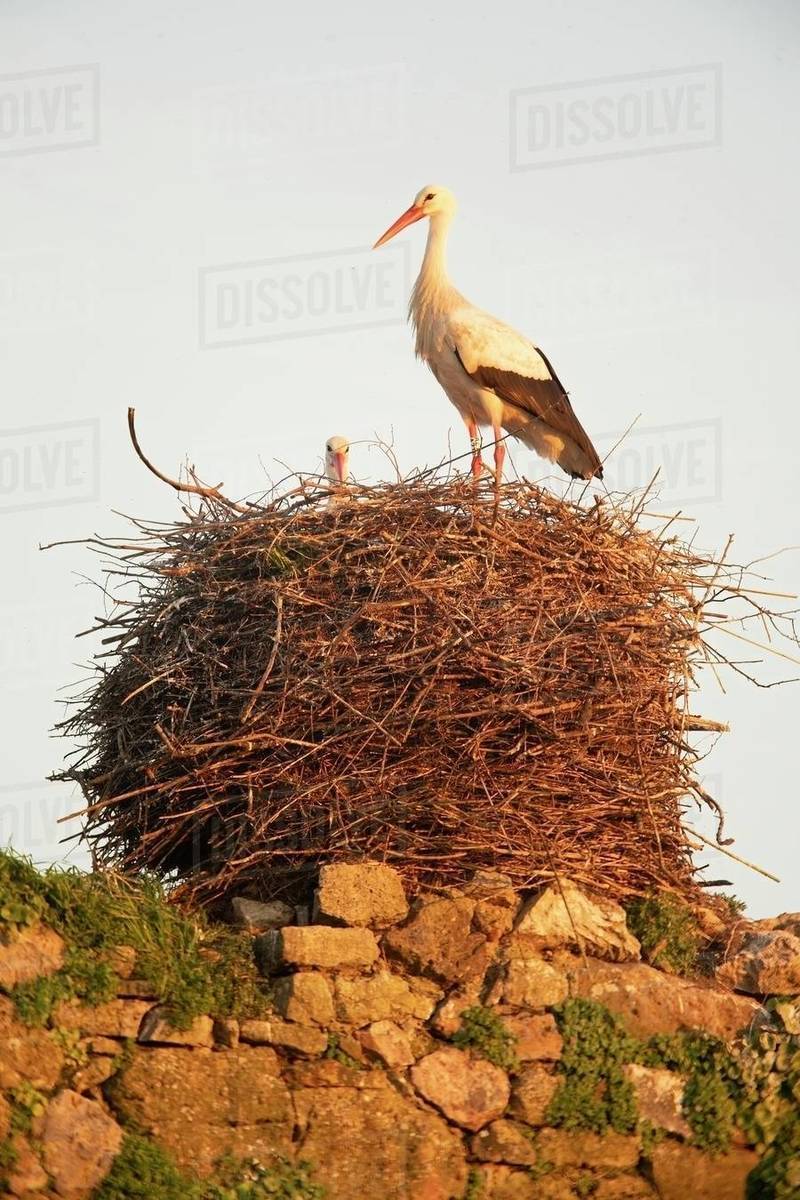 A solitary white stork on a huge nest, Chateau de la Riviere, Normandy ...
