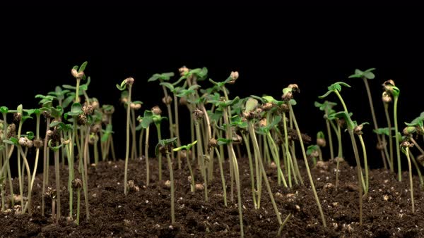 Marijuana Plant Growing on a Black Background. Time Lapse. 4K. - 4K ...