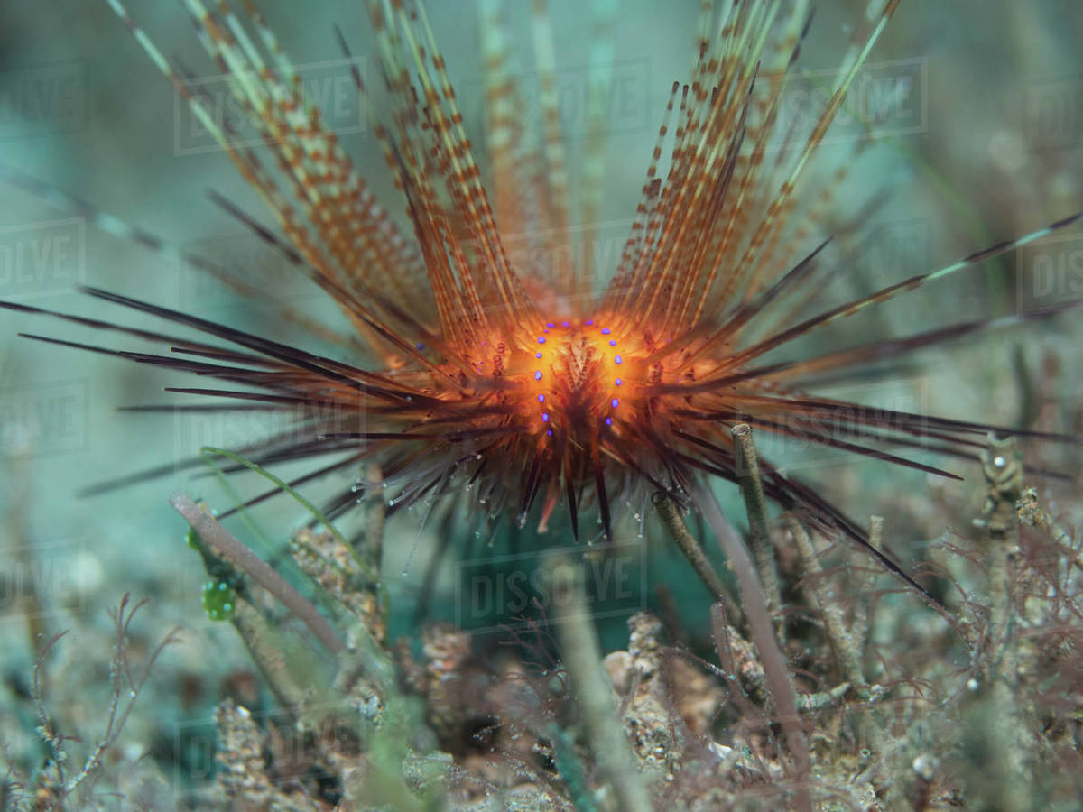 Fire Urchin Astropyga Radiata representing marine fauna of Southeast ...
