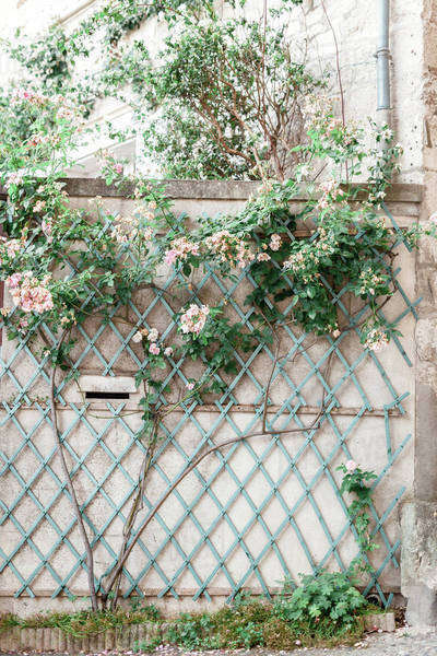 Wall overgrown by a rose bush - Royalty-free Stock Photo | Dissolve