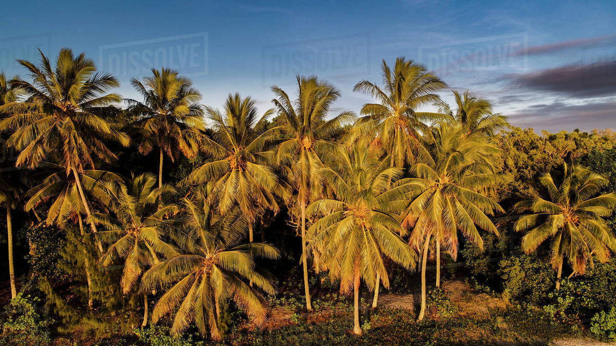 Australia, Queensland, Palm trees at dusk - Royalty-free Stock Photo ...