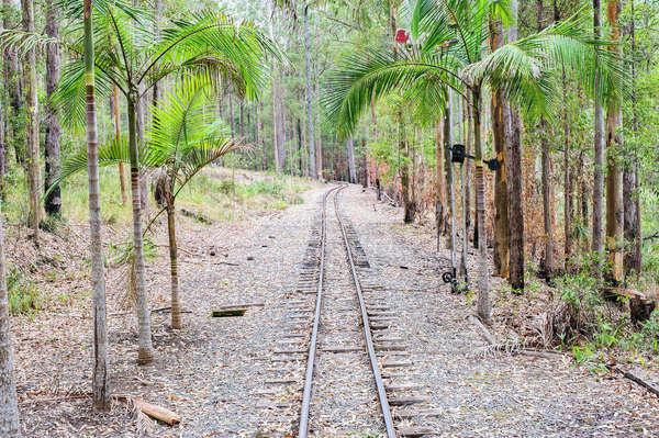 Railroad track in palm forest - Stock Photo - Dissolve