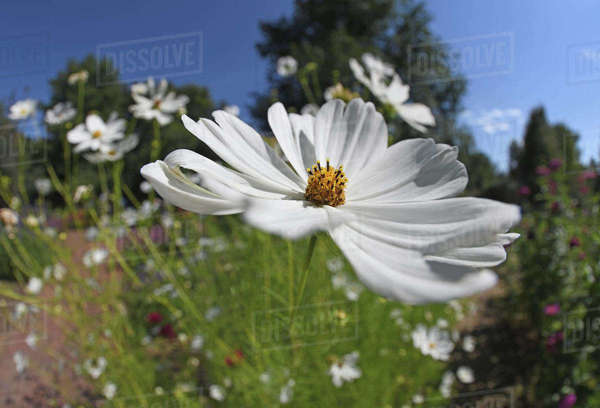 Close up of flower - Stock Photo - Dissolve