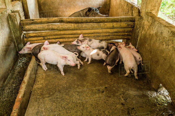 Piglets in pigpen - Royalty-free Stock Photo | Dissolve