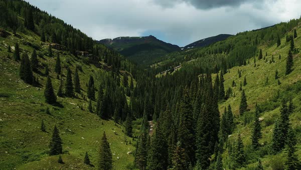 Scenic view of pine trees and mountains - Stock Video Footage - Dissolve