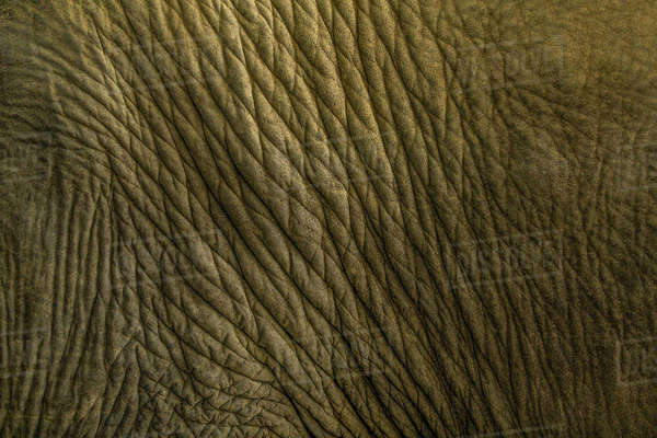 Close of Indian elephant's skin - Stock Photo - Dissolve
