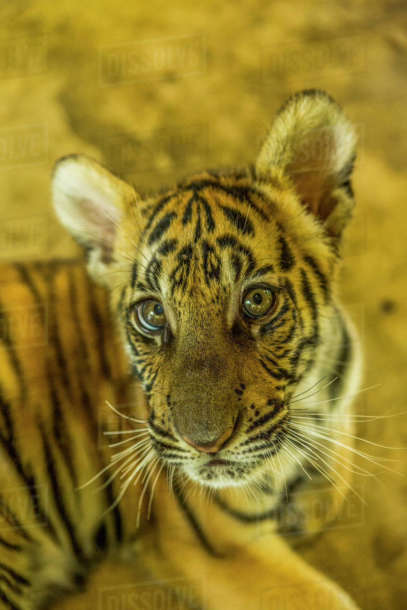 High angle view of tiger cub - Stock Photo - Dissolve