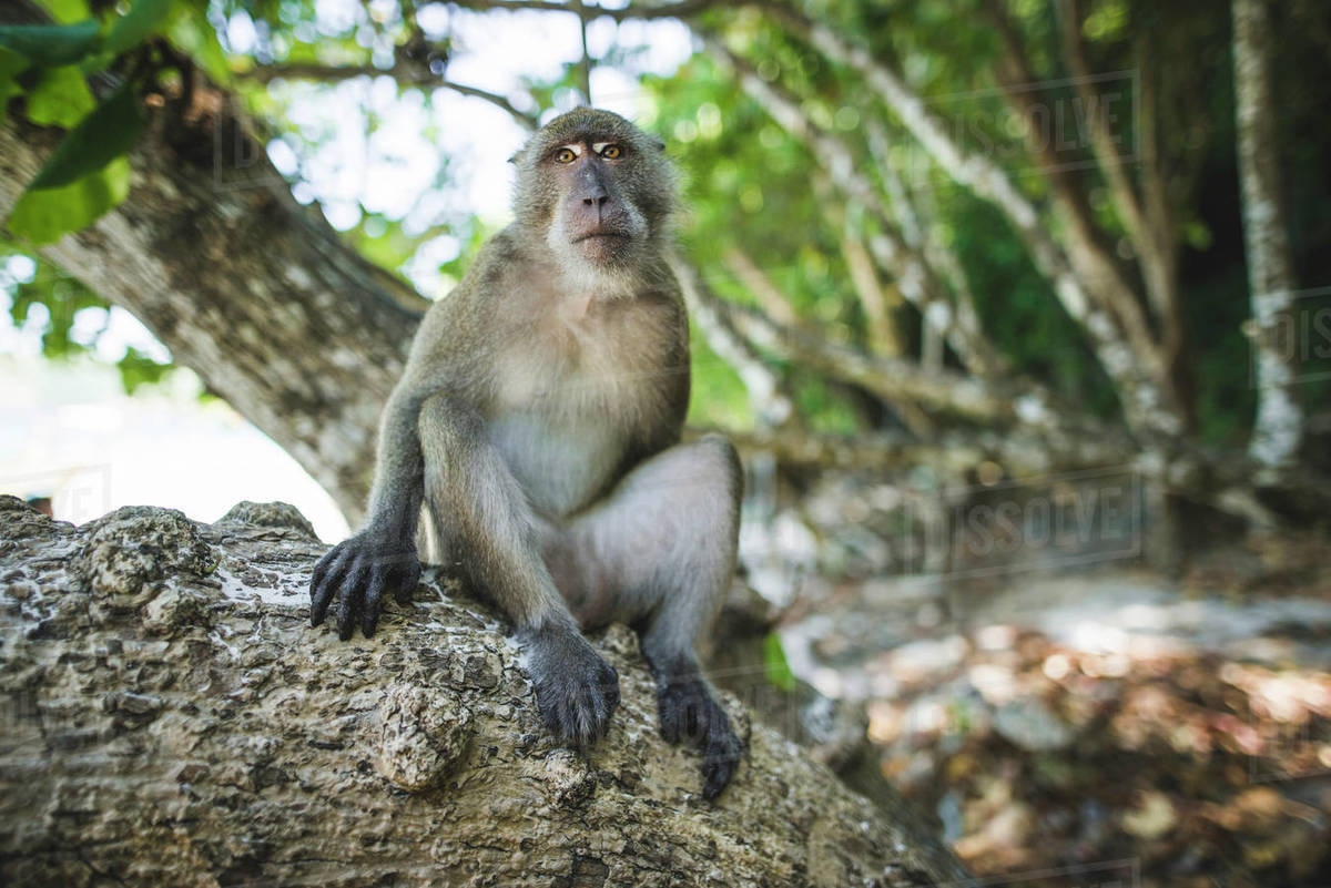 Macaque sitting on rock - Royalty-free Stock Photo | Dissolve