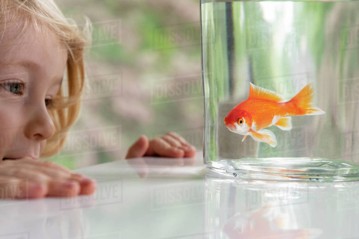 Curious boy looking at goldfish in bowl - Stock Photo - Dissolve