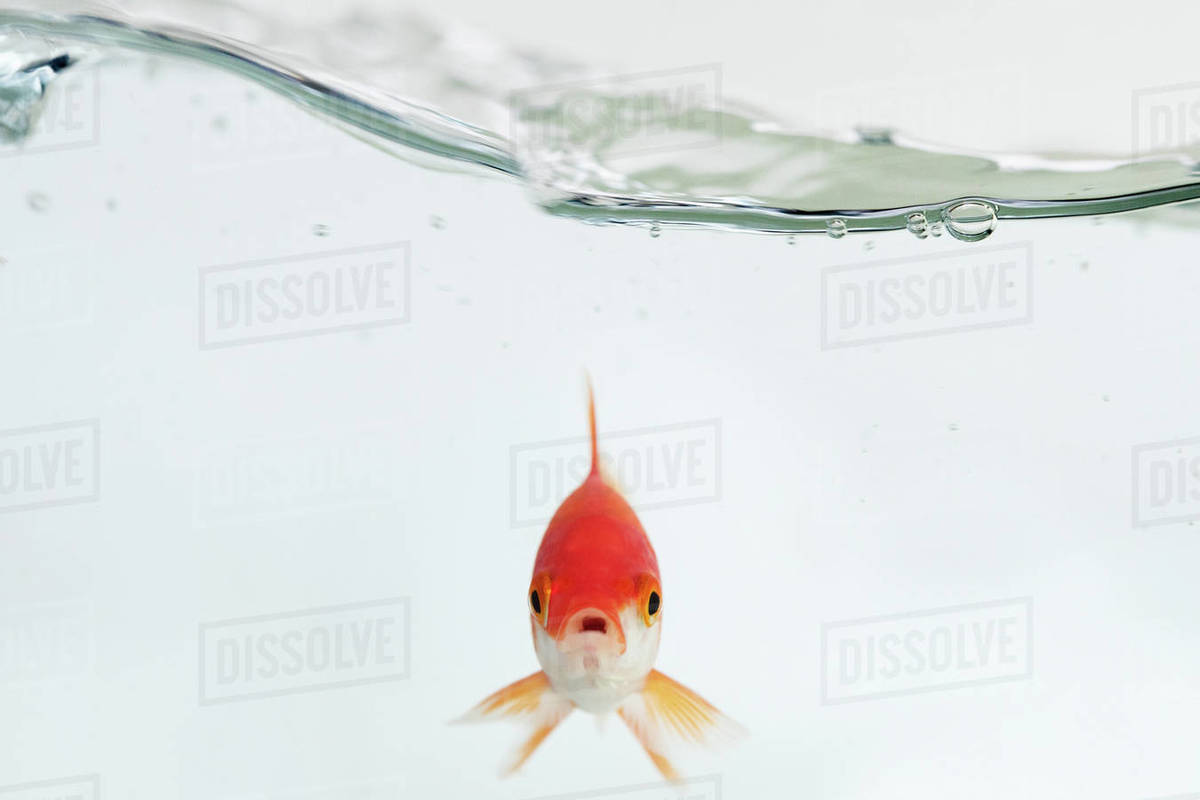 Goldfish under waves - Royalty-free Stock Photo | Dissolve