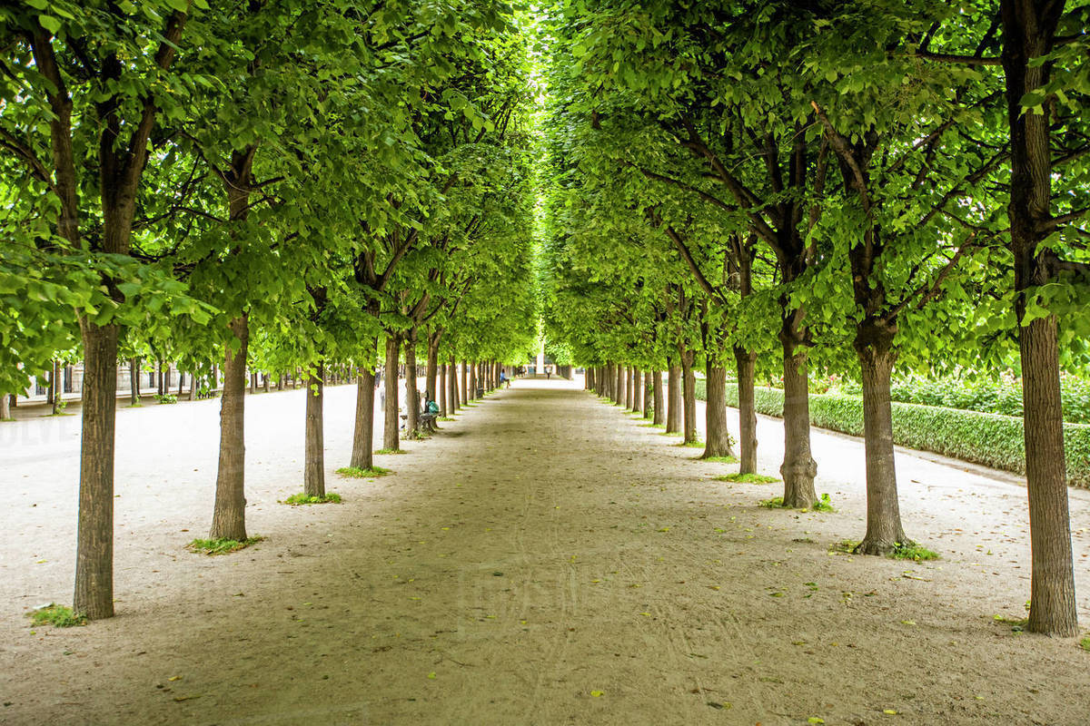 Rows of trees in Palais-Royal gardens in Paris, France - Stock Photo ...