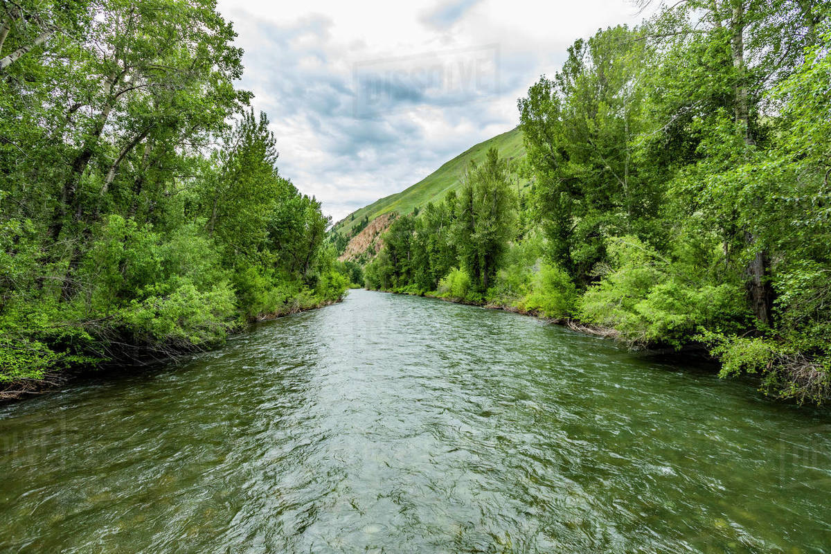 River through forest in Sun Valley, Idaho, USA - Stock Photo - Dissolve