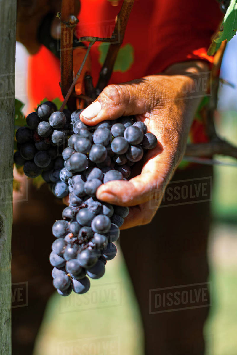 Man's hand holding grapes in vineyard - Royalty-free Stock Photo | Dissolve