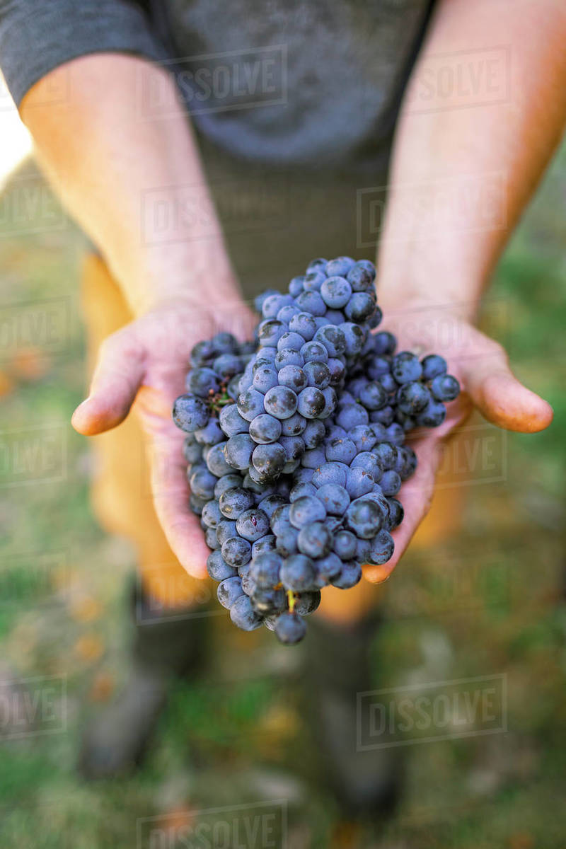 Man's hands holding grapes in vineyard - Royalty-free Stock Photo | Dissolve