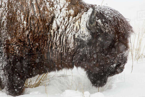 Snow covered buffalo - Stock Photo - Dissolve