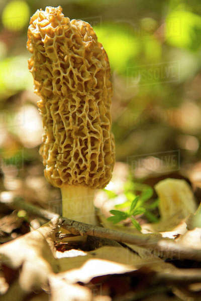 Morel mushroom - Royalty-free Stock Photo | Dissolve