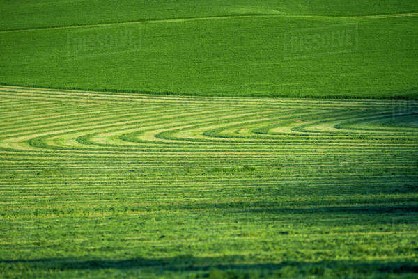 Field cut in curved shape in Picabo, Idaho, USA - Royalty-free Stock ...