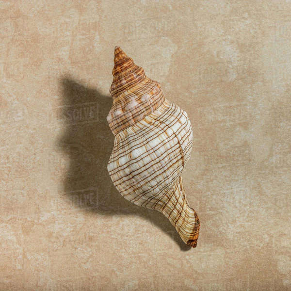 Conch seashell - Royalty-free Stock Photo | Dissolve