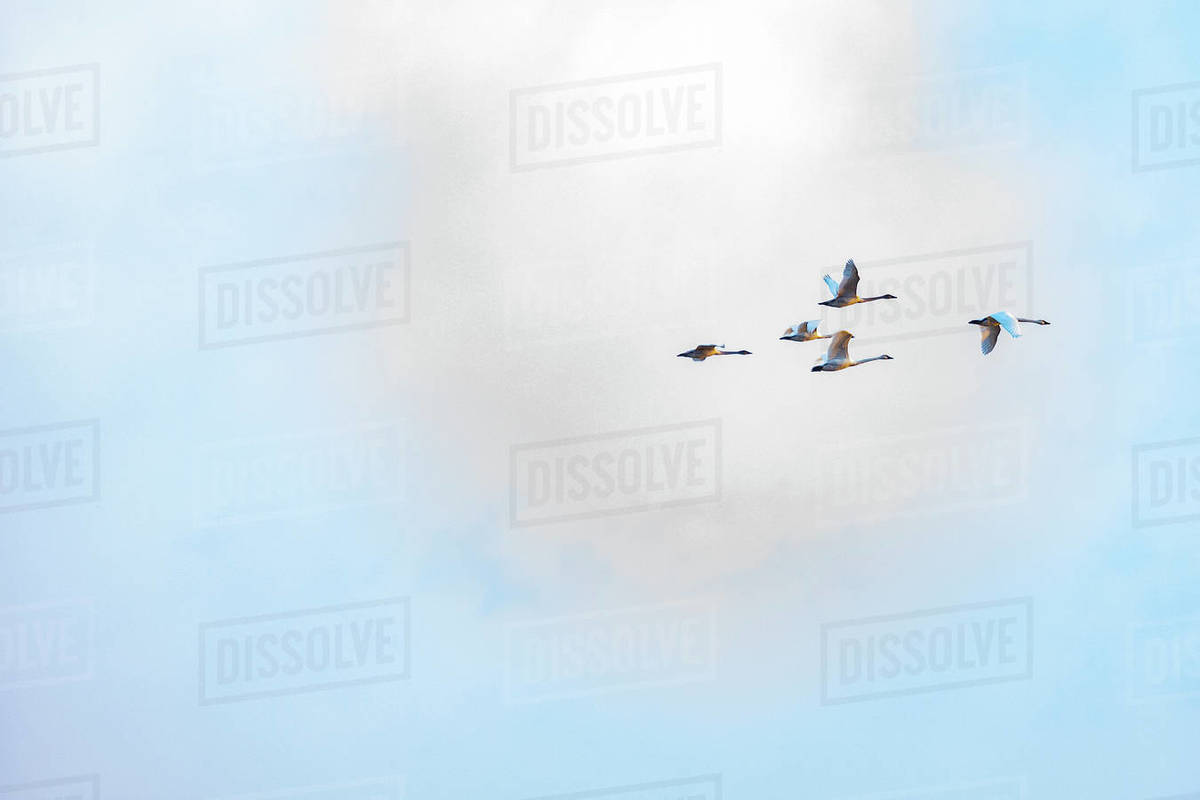 Birds flying against cloud - Stock Photo - Dissolve