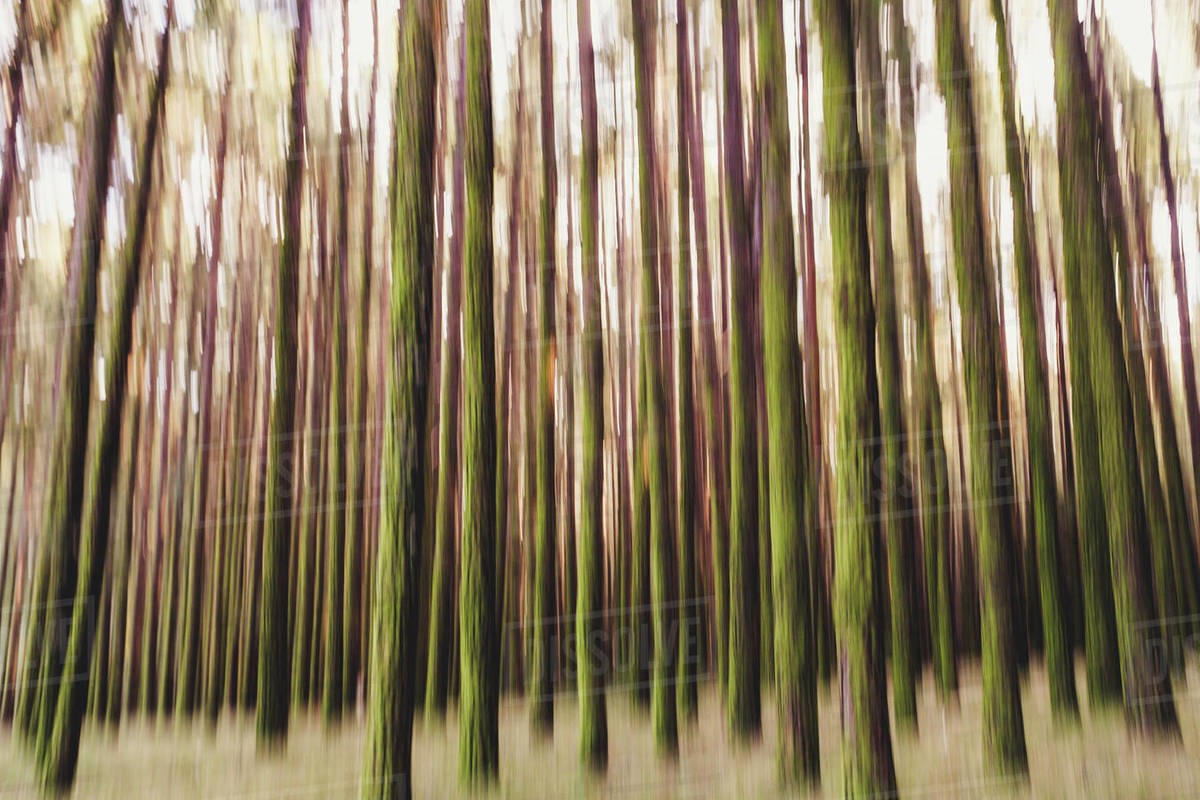 Long exposure of tree trunks in forest - Royalty-free Stock Photo ...