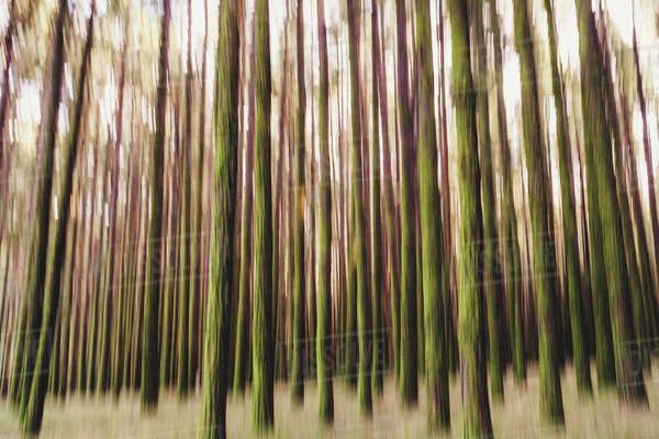Long exposure of tree trunks in forest - Royalty-free Stock Photo ...