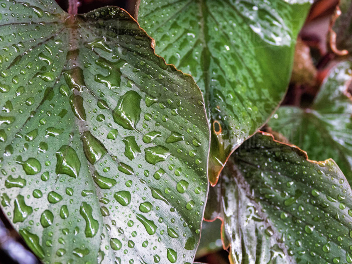 Dew droplets on leaves - Royalty-free Stock Photo | Dissolve